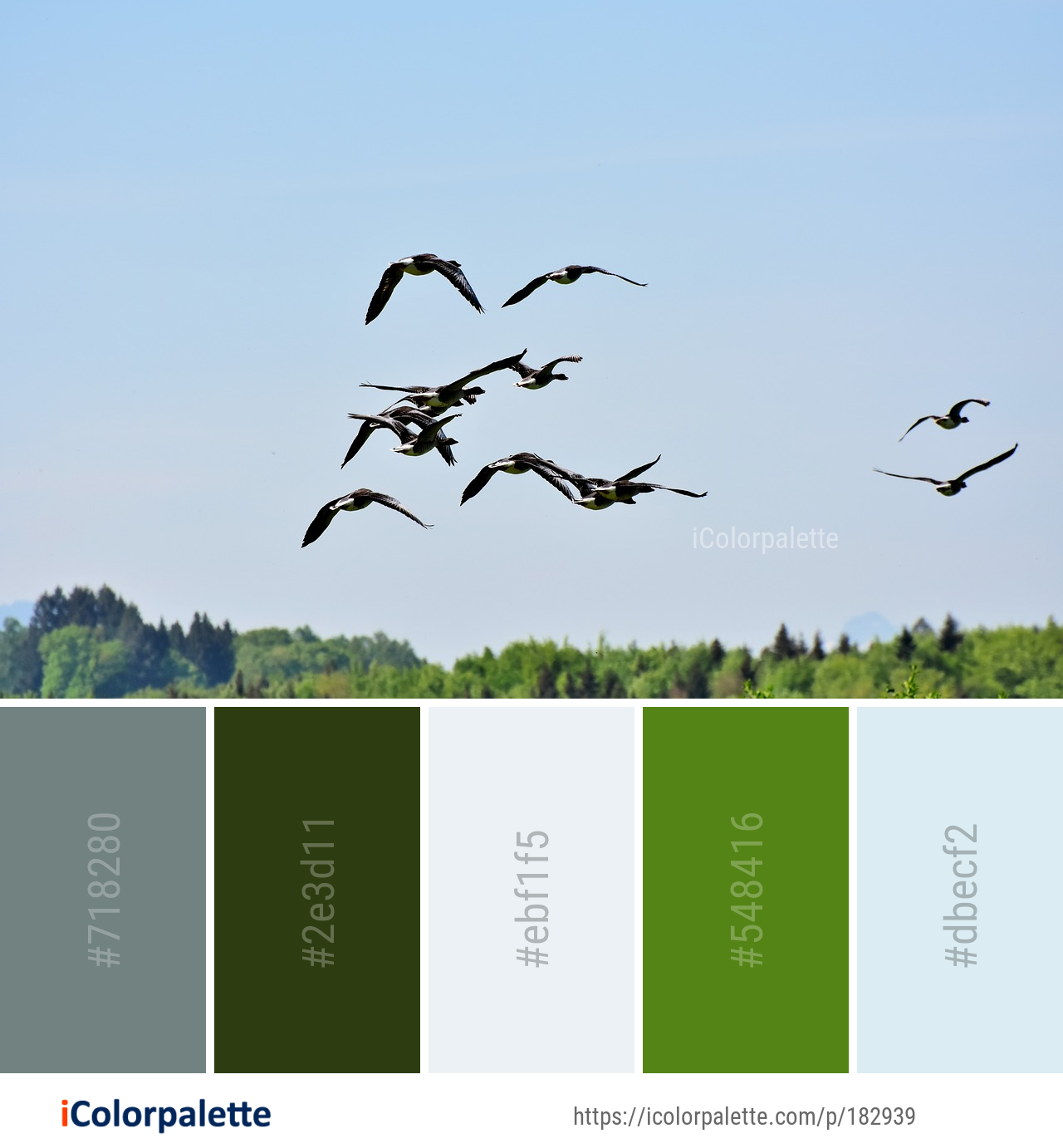 Color Palette Ideas from Bird Sky Fauna Image | iColorpalette