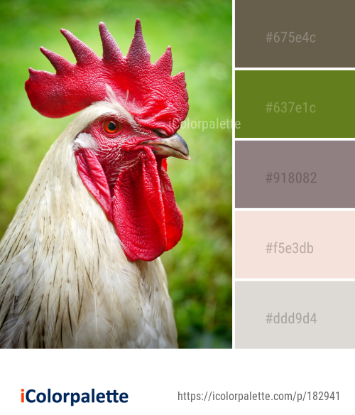 Color Palette Ideas from Chicken Beak Red Image | iColorpalette