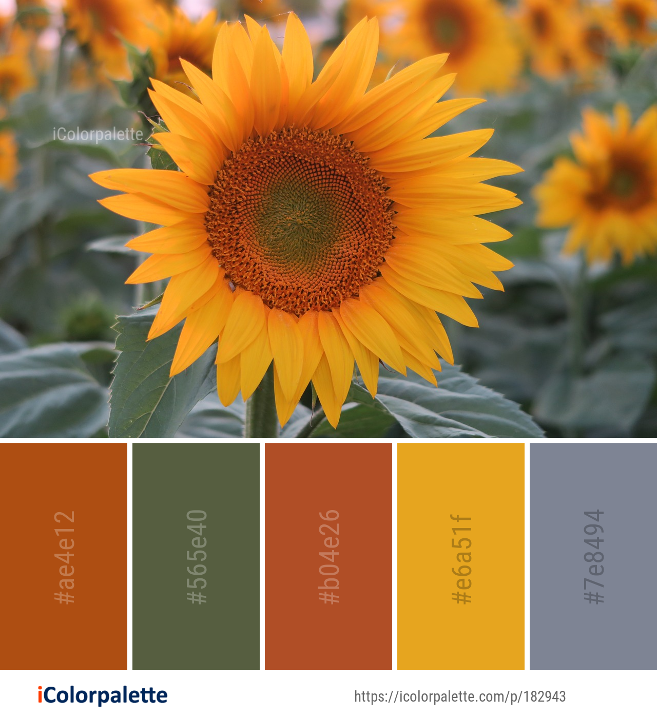 Color Palette Ideas from Flower Sunflower Yellow Image | iColorpalette