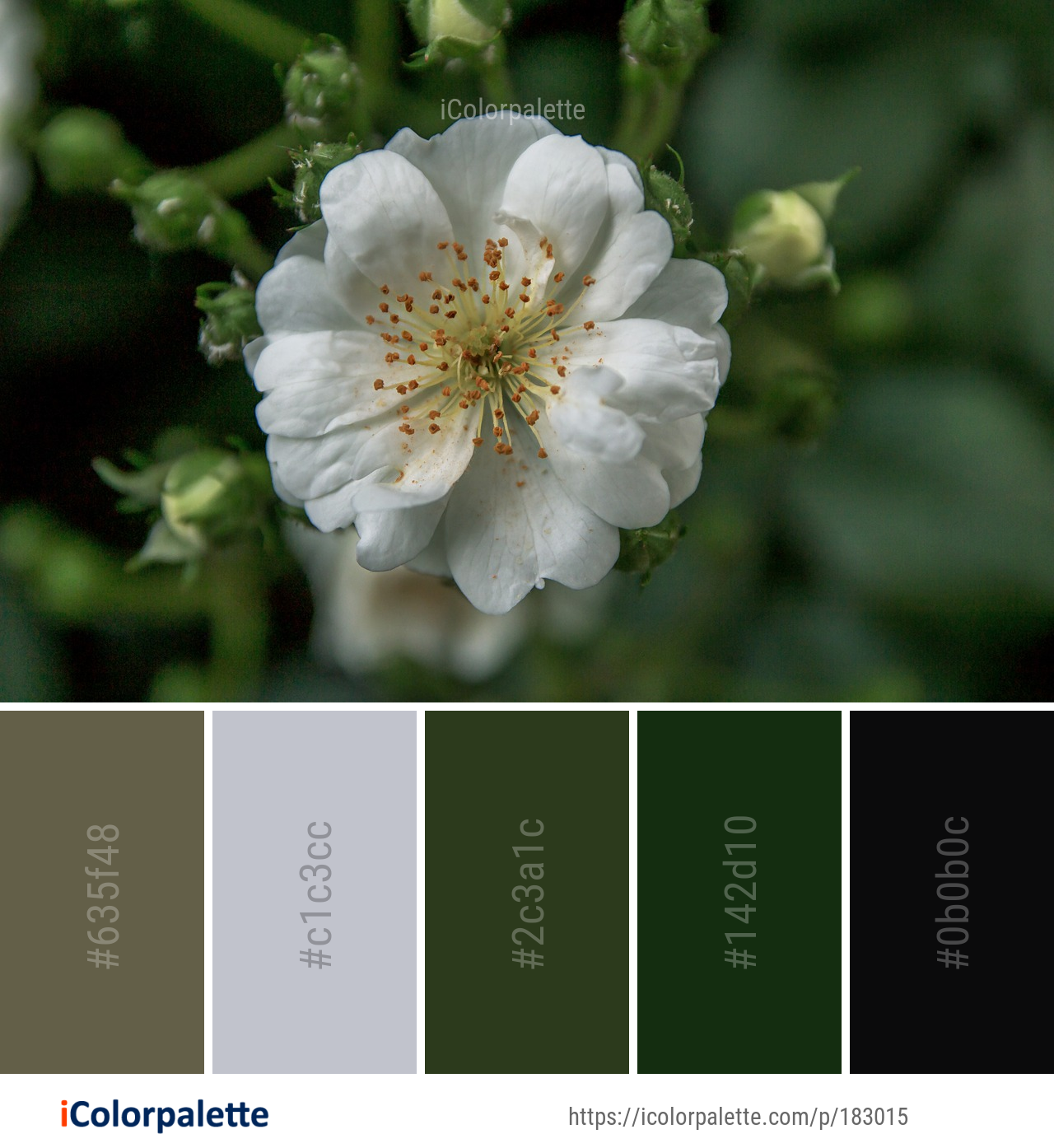 Color Palette Ideas from Flower White Rose Family Image | iColorpalette