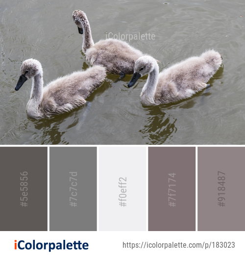 Color Palette Ideas from Swan Fauna Water Bird Image | iColorpalette