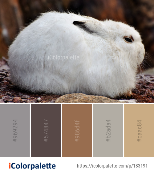 Color Palette Ideas from Fauna Mammal Rabbit Image | iColorpalette