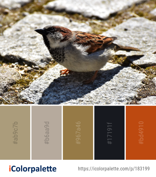 Color Palette Ideas from Bird Sparrow Fauna Image | iColorpalette