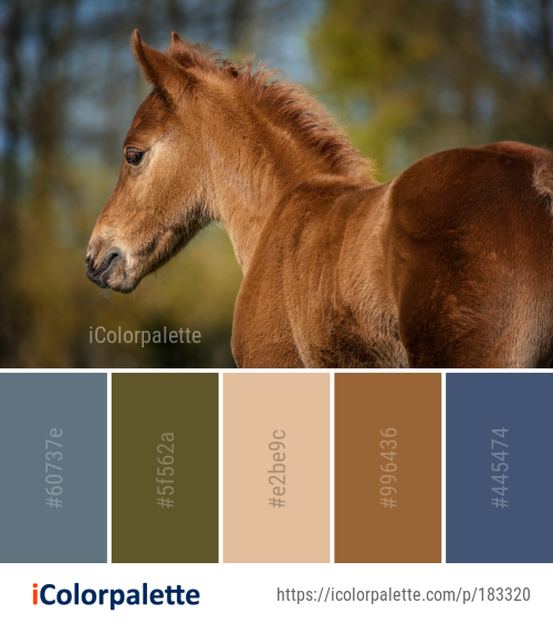 Color Palette Ideas from Horse Fauna Mane Image | iColorpalette
