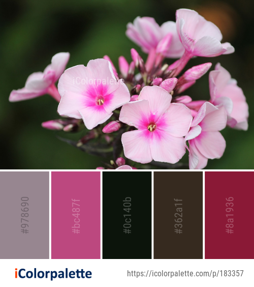 Color Palette Ideas from Flower Pink Plant Image | iColorpalette