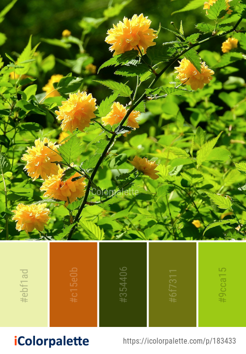 Color Palette Ideas from Flower Plant Flowering Image | iColorpalette