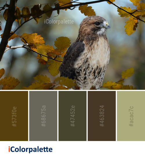 Color Palette Ideas from Bird Hawk Fauna Image | iColorpalette