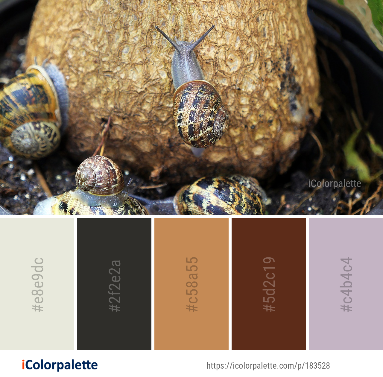 Color Palette Ideas from Snails And Slugs Snail Invertebrate Image ...