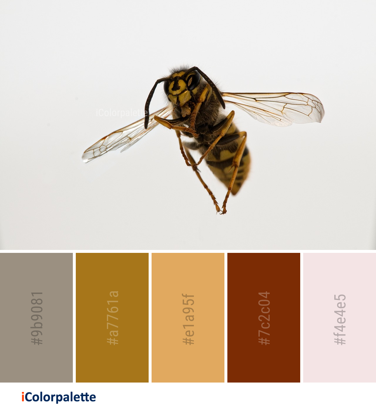 Color Palette Ideas from Insect Pest Invertebrate Image | iColorpalette