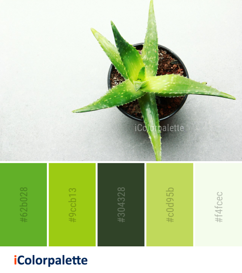 16+ Agave Color Palette ideas in 2025 | iColorPalette