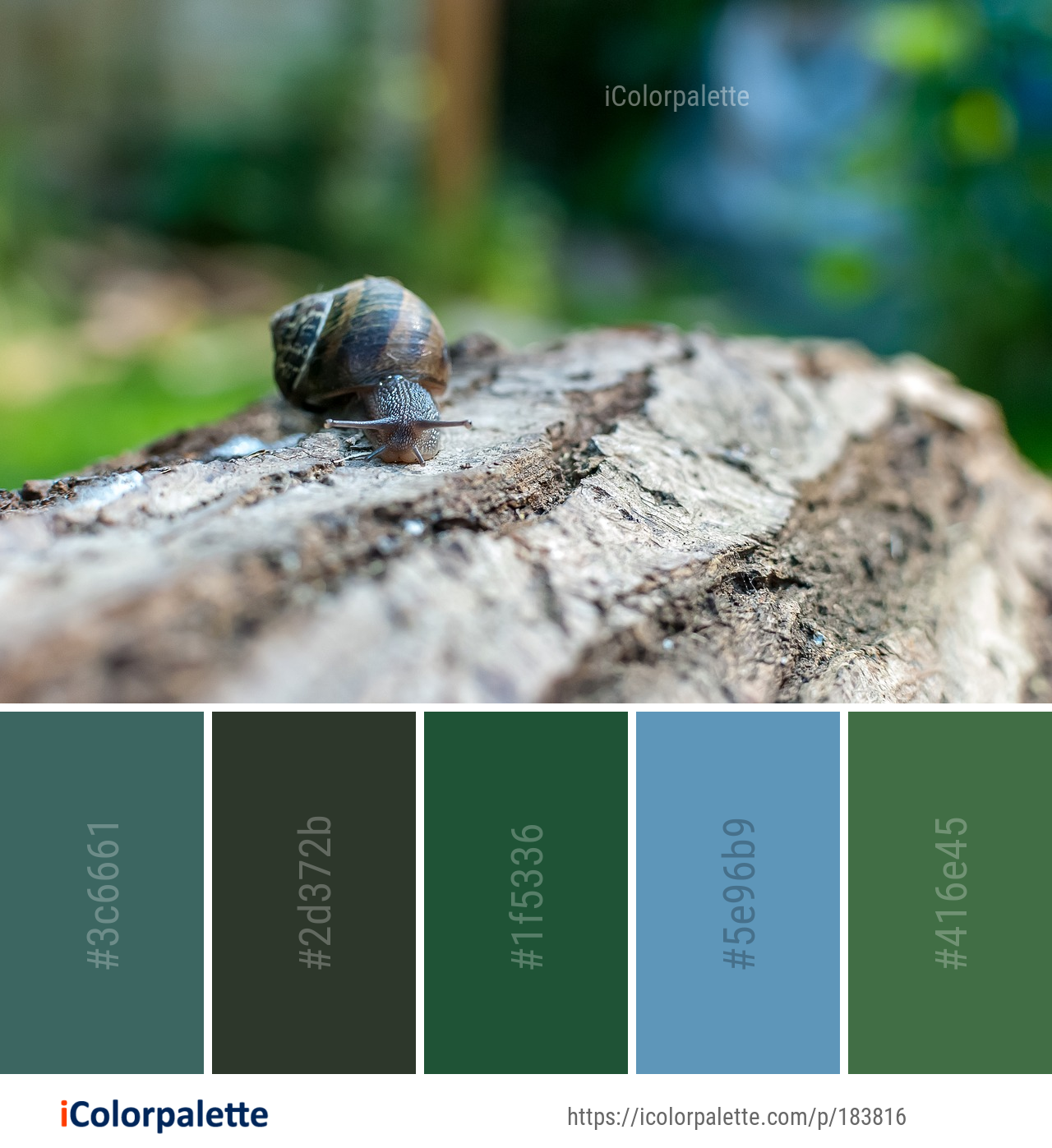 Color Palette Ideas from Snails And Slugs Snail Macro Photography Image ...