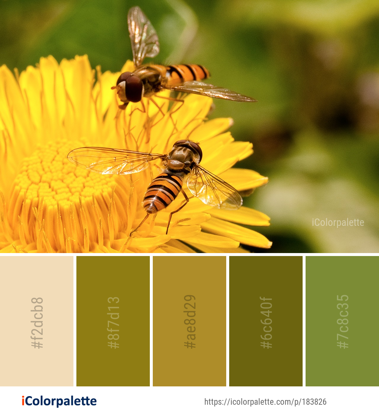 Color Palette Ideas from Honey Bee Insect Image – iColorpalette