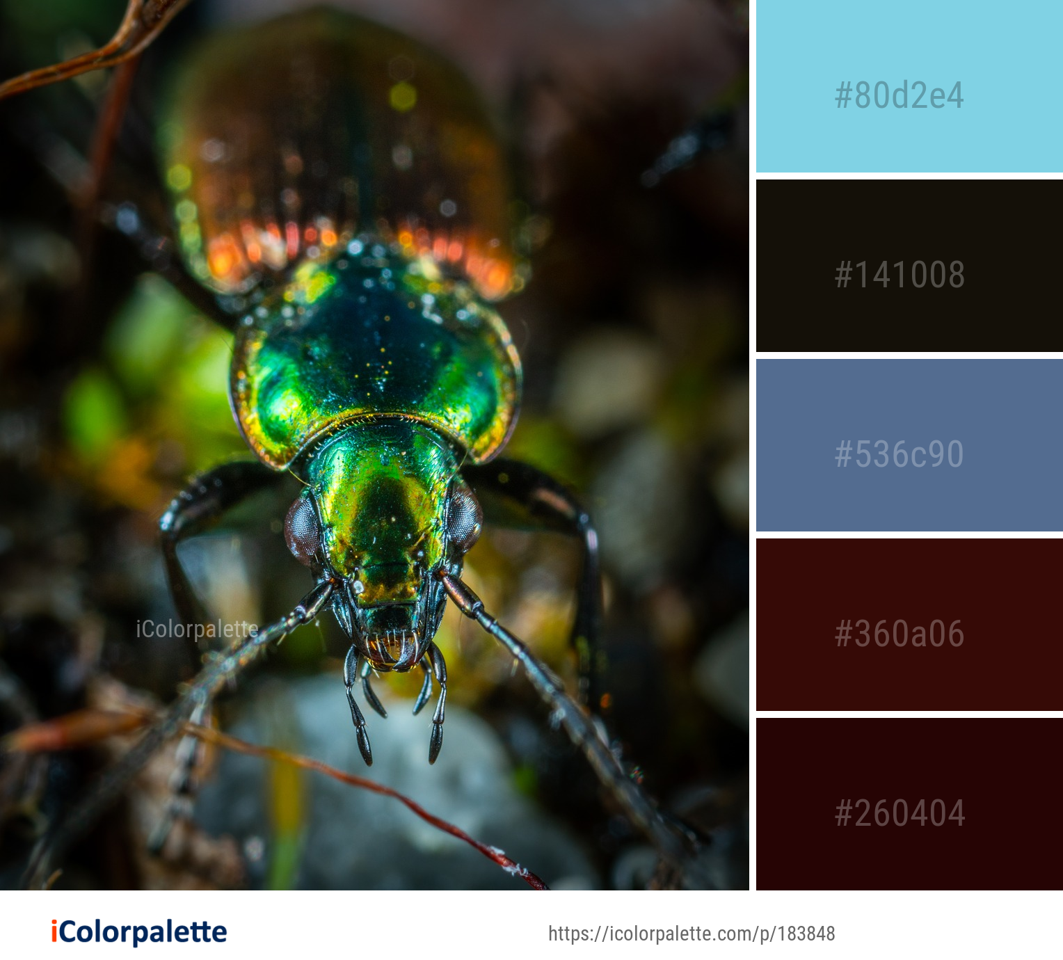 Color Palette Ideas from Insect Invertebrate Macro Photography Image ...