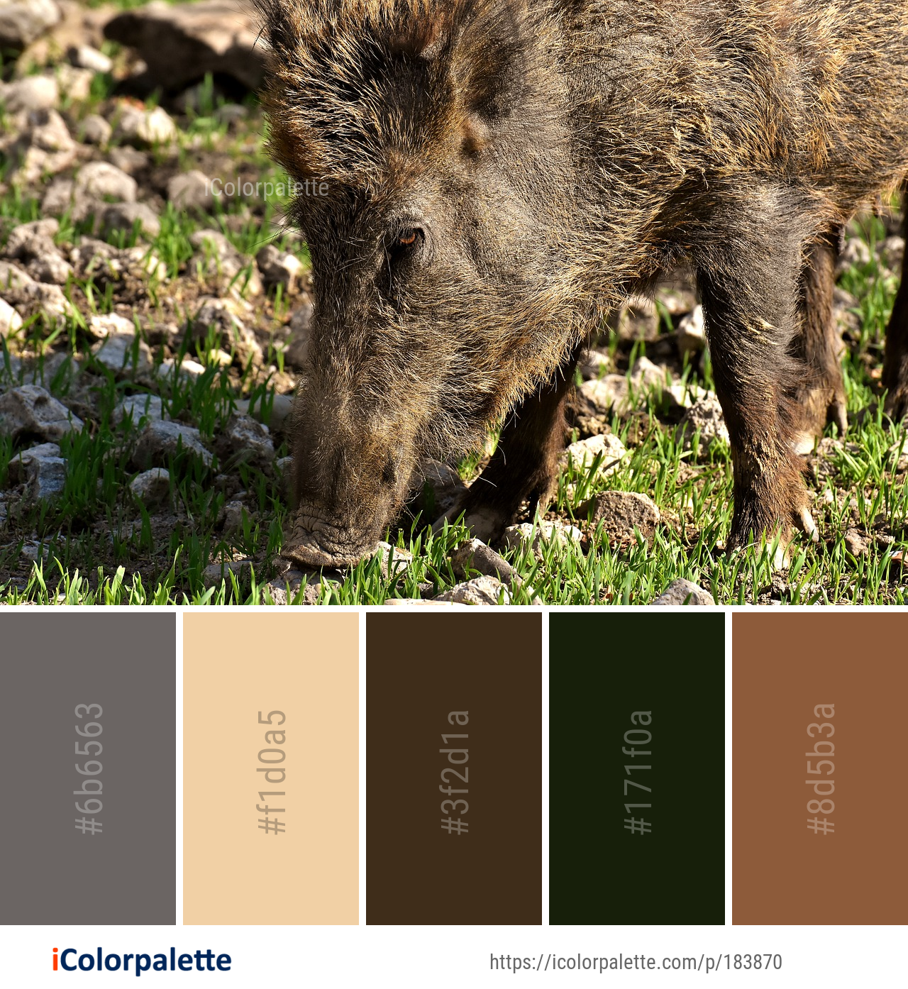 Color Palette Ideas from Wildlife Pig Like Mammal Fauna Image ...