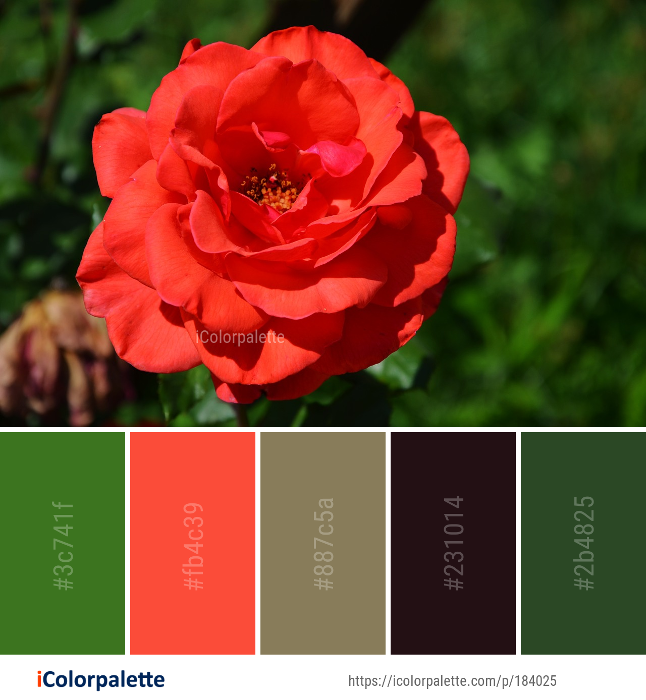 Color Palette Ideas from Flower Red Rose Image | iColorpalette