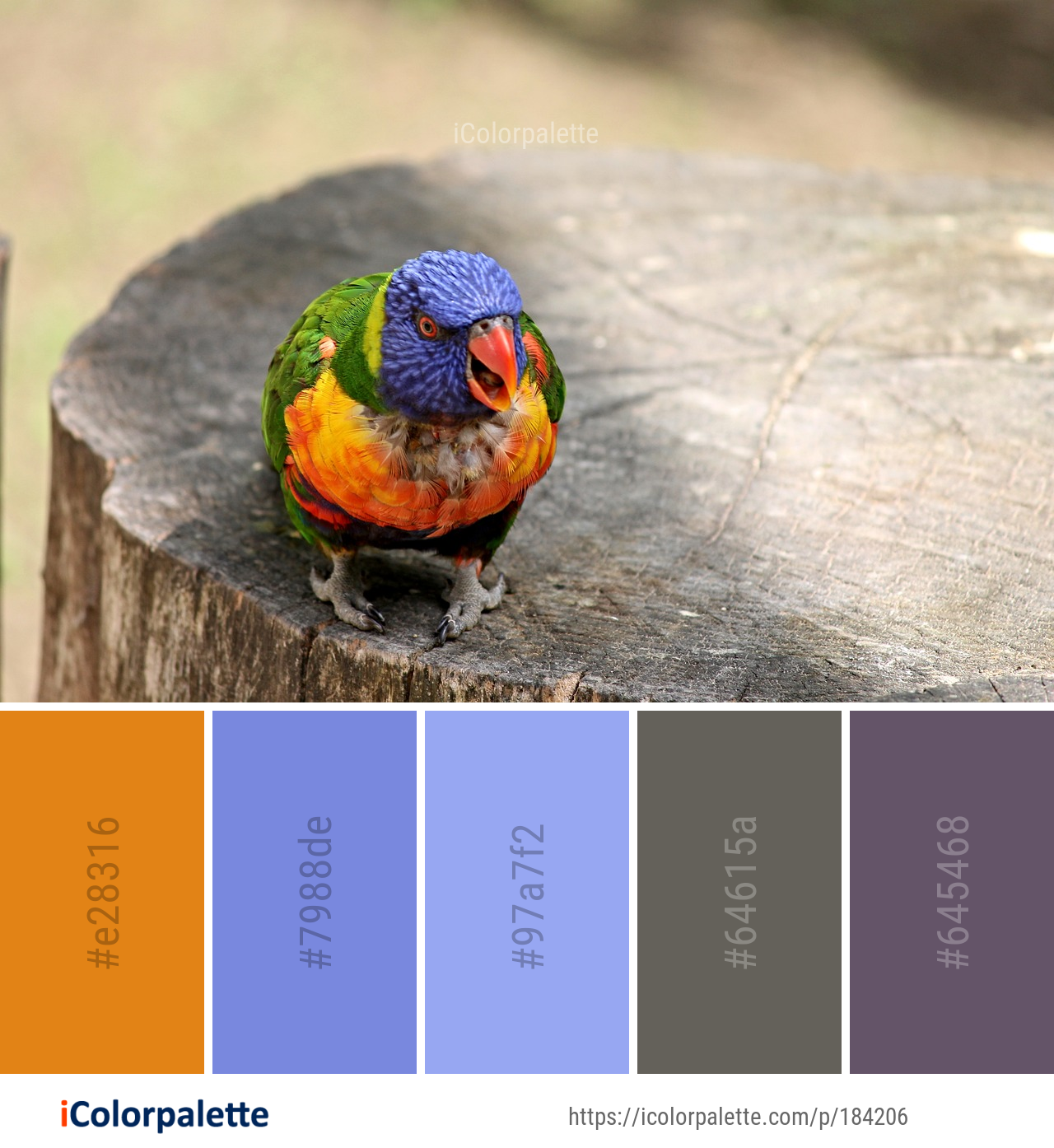 28 Lorikeet Color Palette ideas in 2025 | iColorpalette