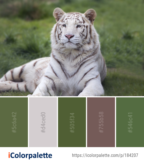 Color Palette Ideas from Wildlife Tiger Fauna Image | iColorpalette