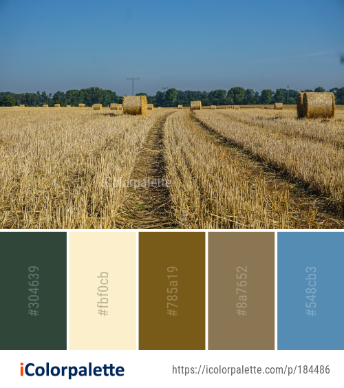 Color Palette Ideas from Field Agriculture Crop Image | iColorpalette