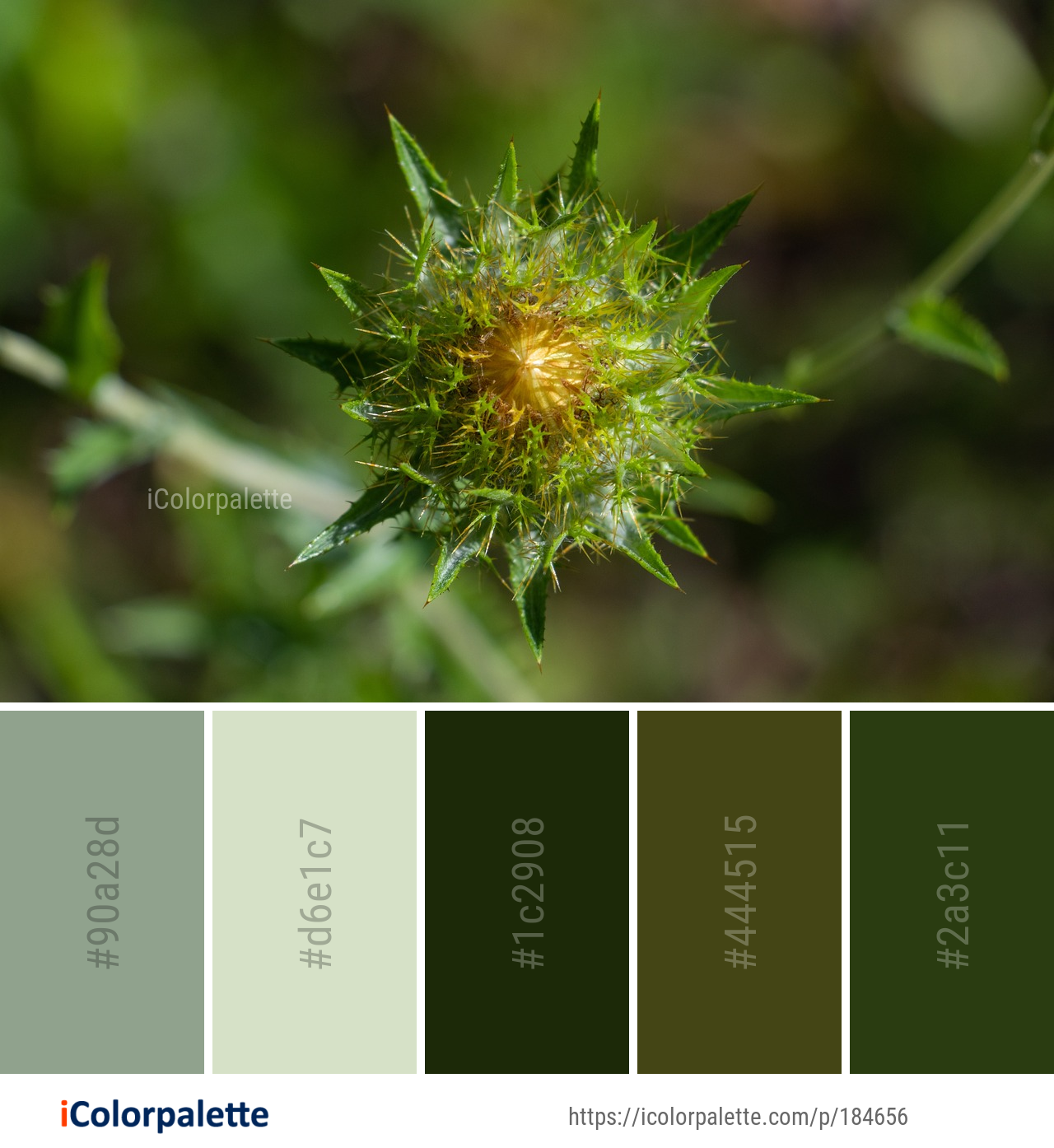 Color Palette Ideas from Flora Vegetation Close Up Image | iColorpalette
