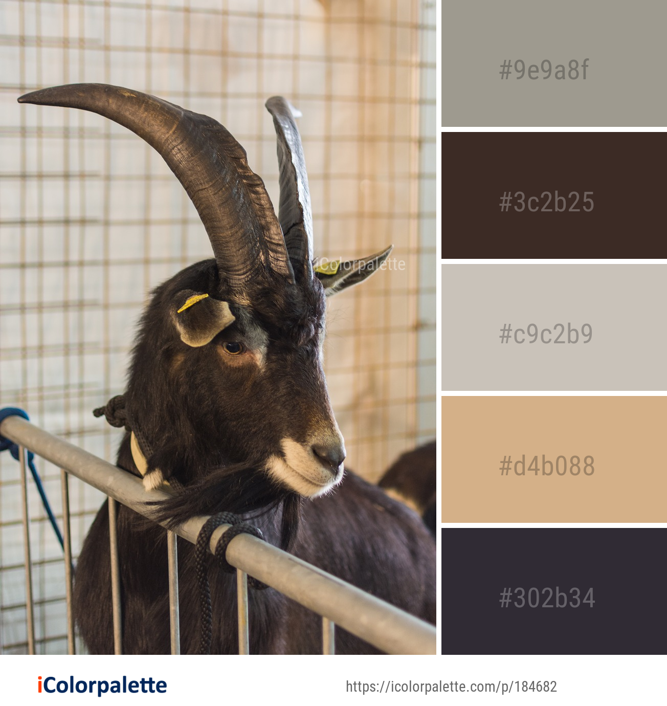 Color Palette Ideas from Goats Horn Goat Image | iColorpalette