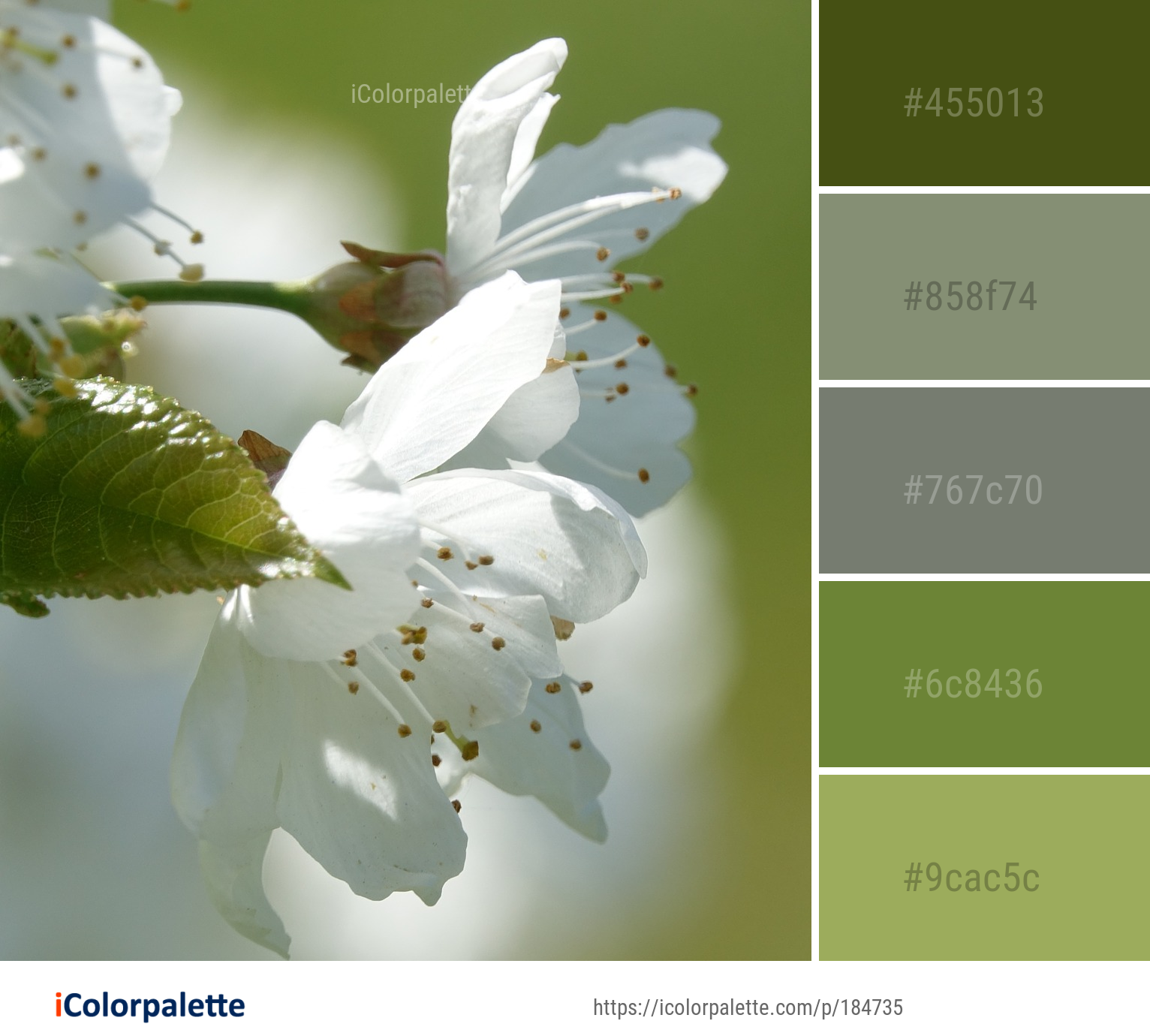 Color Palette Ideas from White Blossom Flower Image | iColorPalette