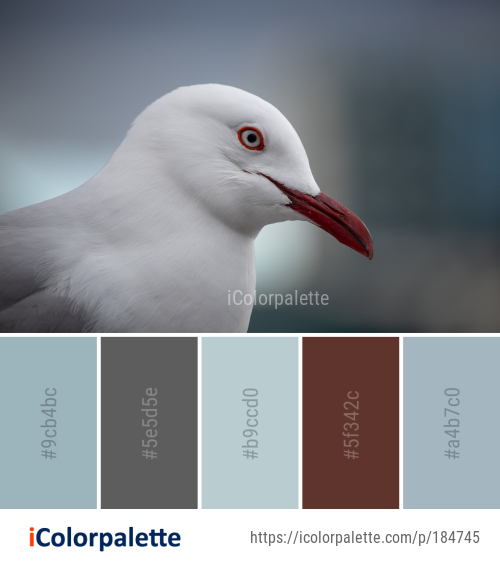 Color Palette Ideas from Bird Beak Gull Image | iColorpalette
