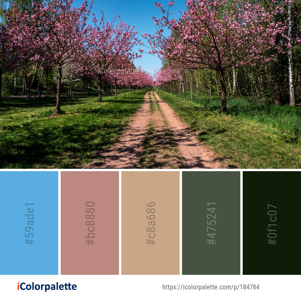 Color Palette Ideas from Tree Blossom Spring Image | iColorpalette