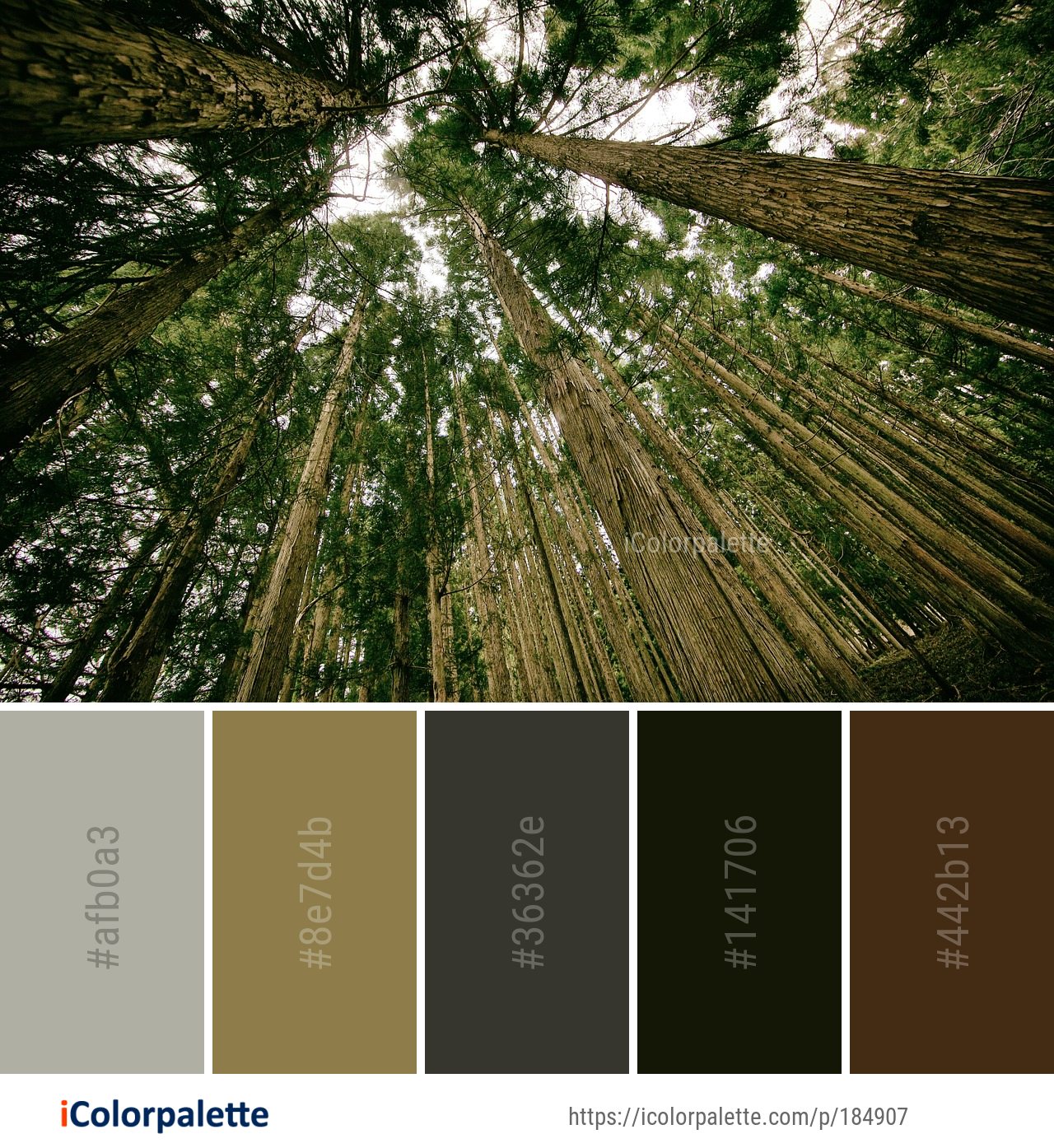 Color Palette Ideas from Vegetation Tree Ecosystem Image | iColorpalette
