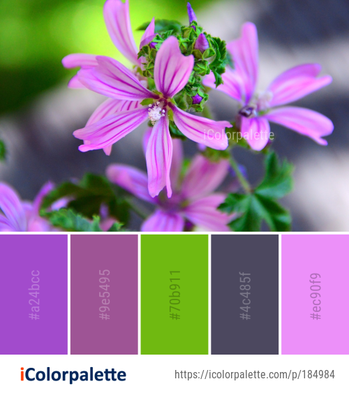 25 Malva Color Palette ideas in 2025 | iColorpalette