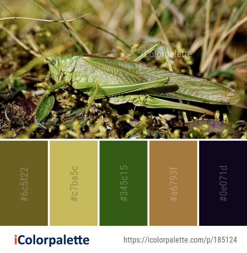 Color Palette Ideas from Insect Grasshopper Locust Image | iColorpalette