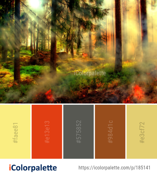 Color Palette Ideas from Nature Forest Woodland Image | iColorpalette