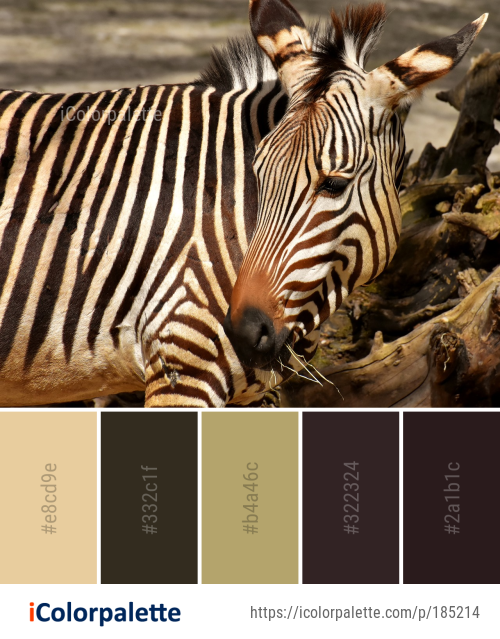 Color Palette Ideas from Wildlife Zebra Terrestrial Animal Image ...