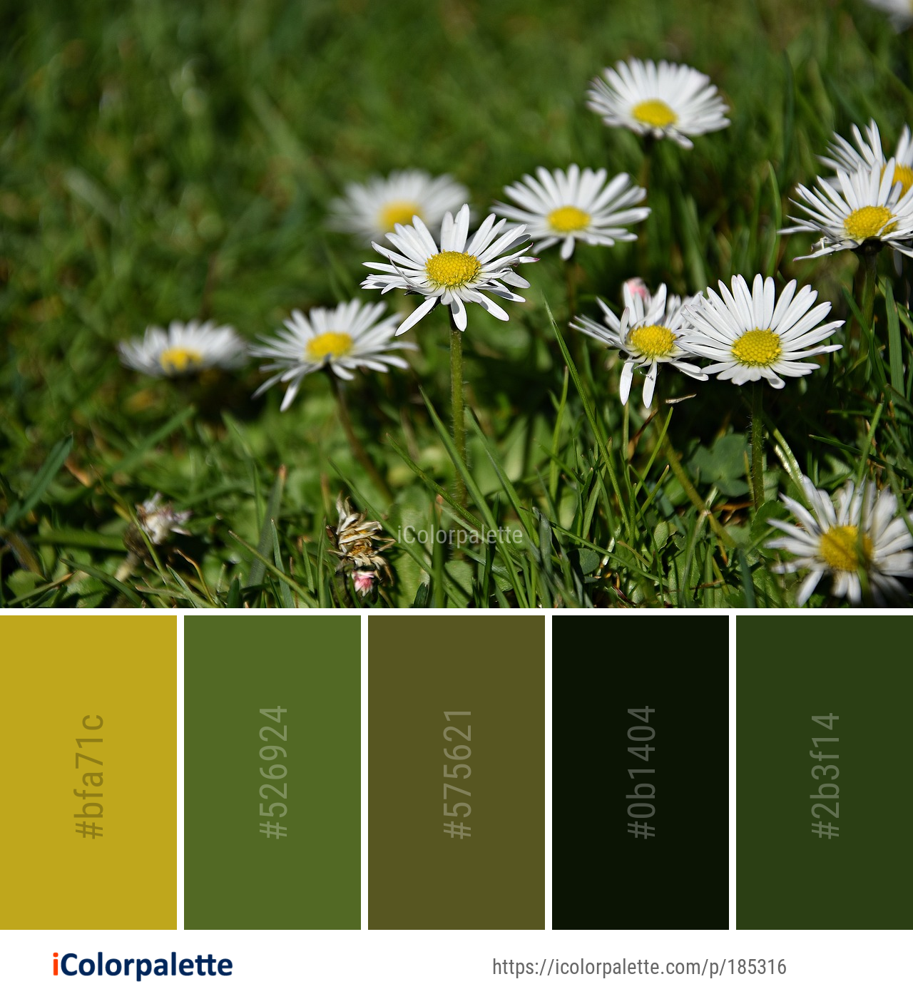 Color Palette Ideas from Flower Daisy Plant Image | iColorpalette