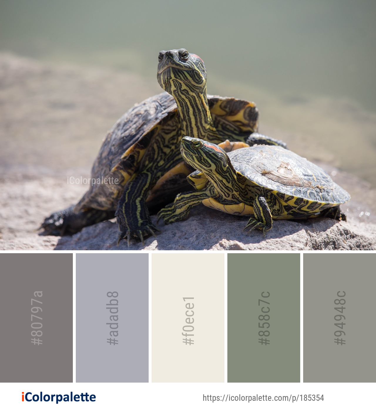 Color Palette Ideas from Reptile Turtle Emydidae Image | iColorpalette