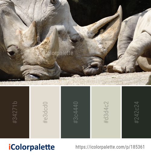 Color Palette Ideas from Rhinoceros Fauna Terrestrial Animal Image ...