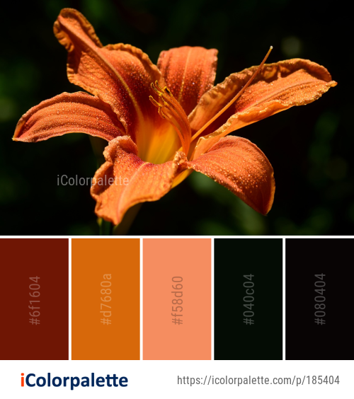 Color Palette Ideas from Lily Flower Flora Image | iColorpalette