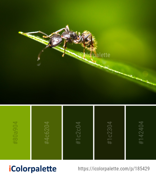 Color Palette Ideas from Insect Macro Photography Pest Image ...