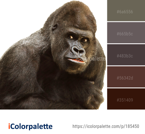 Color Palette Ideas from Great Ape Western Gorilla Mammal Image ...