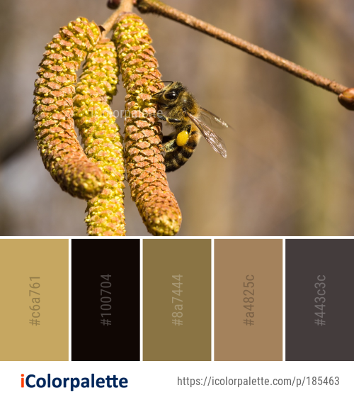 Color Palette Ideas from Fauna Flora Macro Photography Image ...