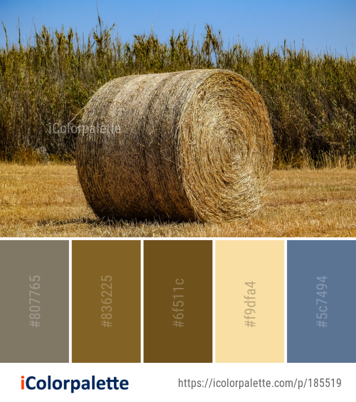 Color Palette Ideas from Hay Field Straw Image | iColorpalette