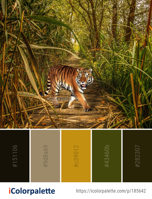 Color Palette Ideas from Wildlife Tiger Mammal Image | iColorpalette