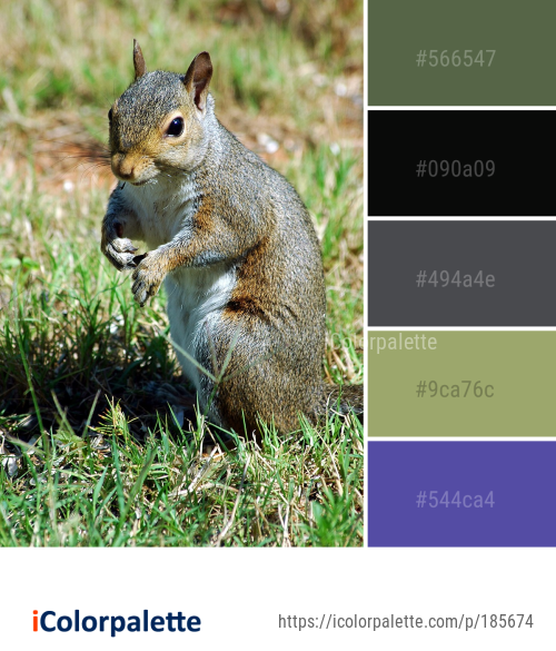 Color Palette Ideas from Squirrel Mammal Fauna Image | iColorpalette