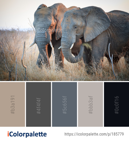 Color Palette Ideas from Elephant Elephants And Mammoths Wildlife Image ...