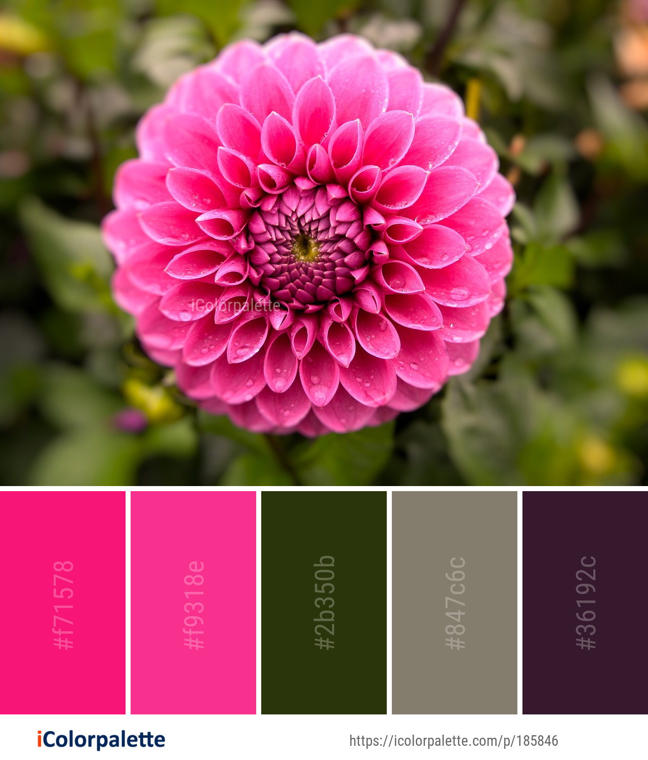 Color Palette Ideas from Flower Pink Plant Image | iColorpalette