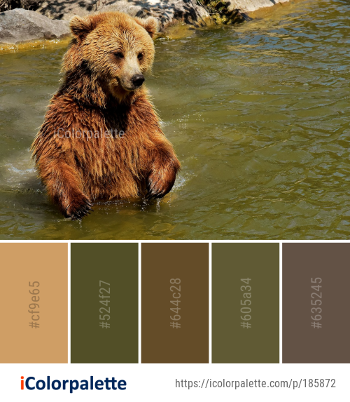 Color Palette Ideas from Brown Bear Grizzly Mammal Image | iColorpalette