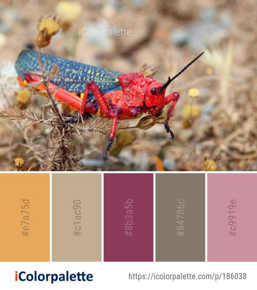 Color Palette Ideas from Insect Invertebrate Locust Image | iColorpalette