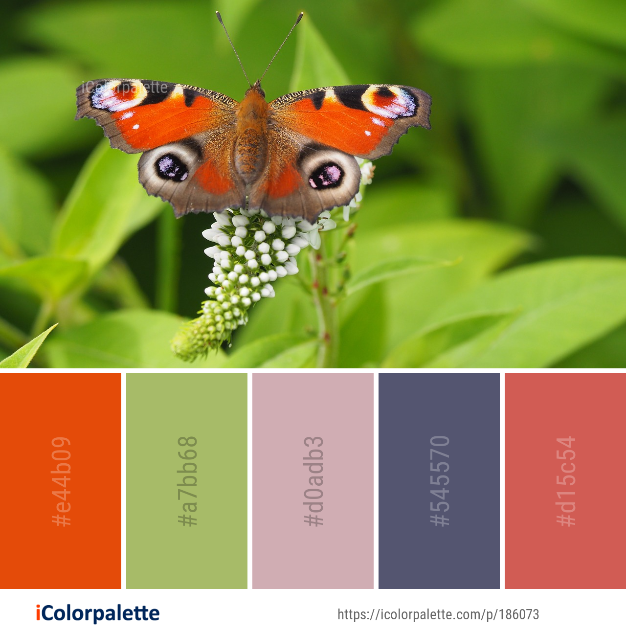 Color Palette Ideas from Butterfly Insect Moths And Butterflies Image ...