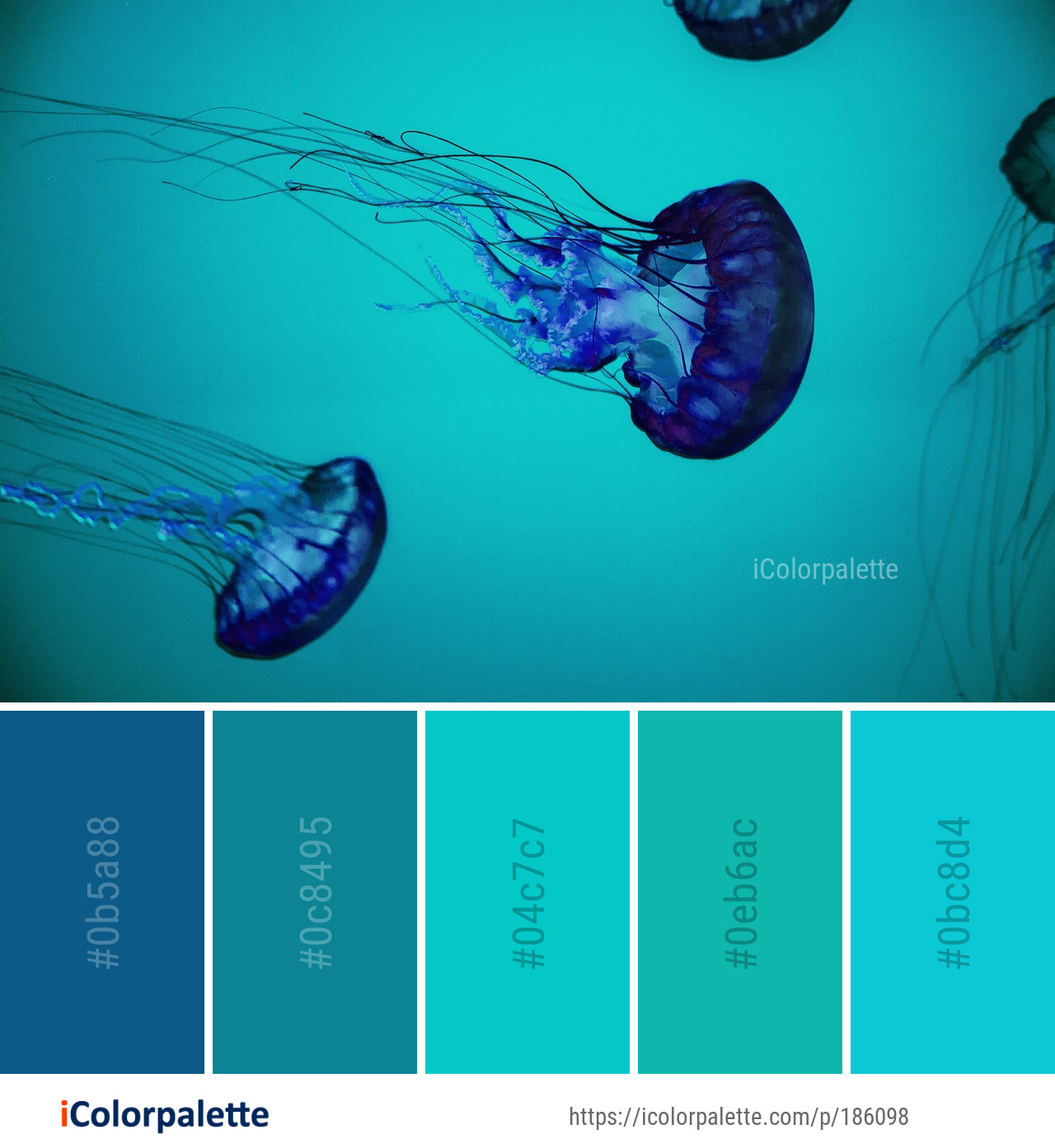 Color Palette Ideas from Jellyfish Blue Cnidaria Image | iColorPalette