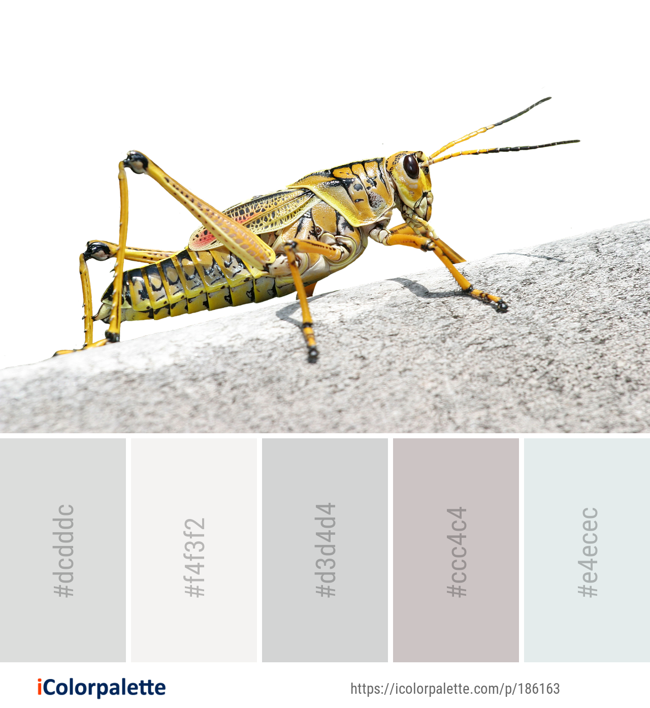 Color Palette Ideas from Insect Grasshopper Locust Image | iColorpalette