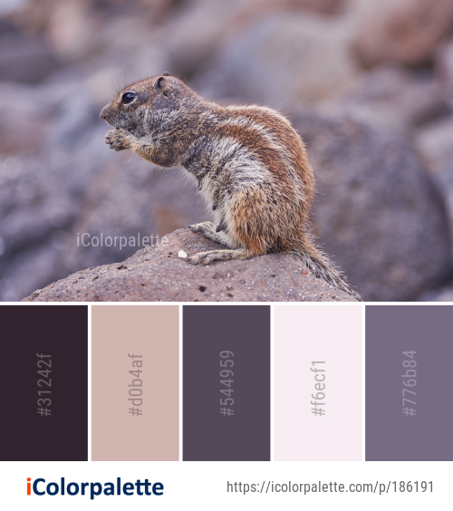 Color Palette Ideas from Mammal Fauna Squirrel Image | iColorpalette